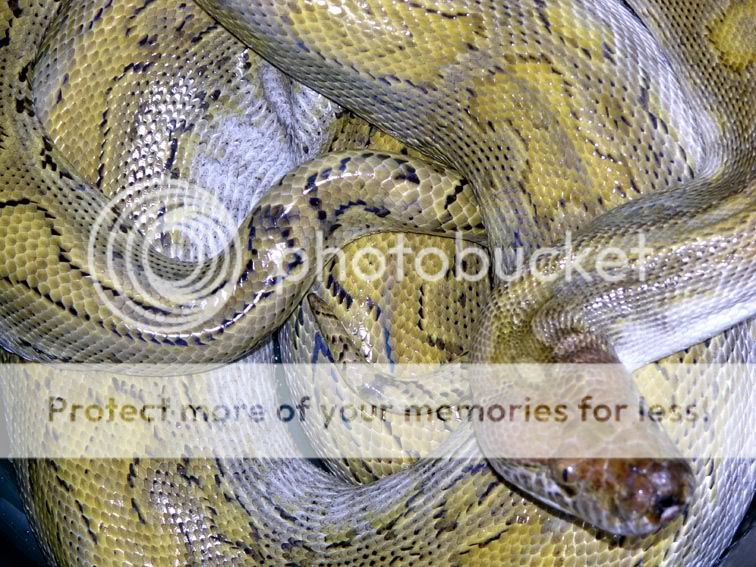 New Burmese Python Morph!!! | Reptile Forums