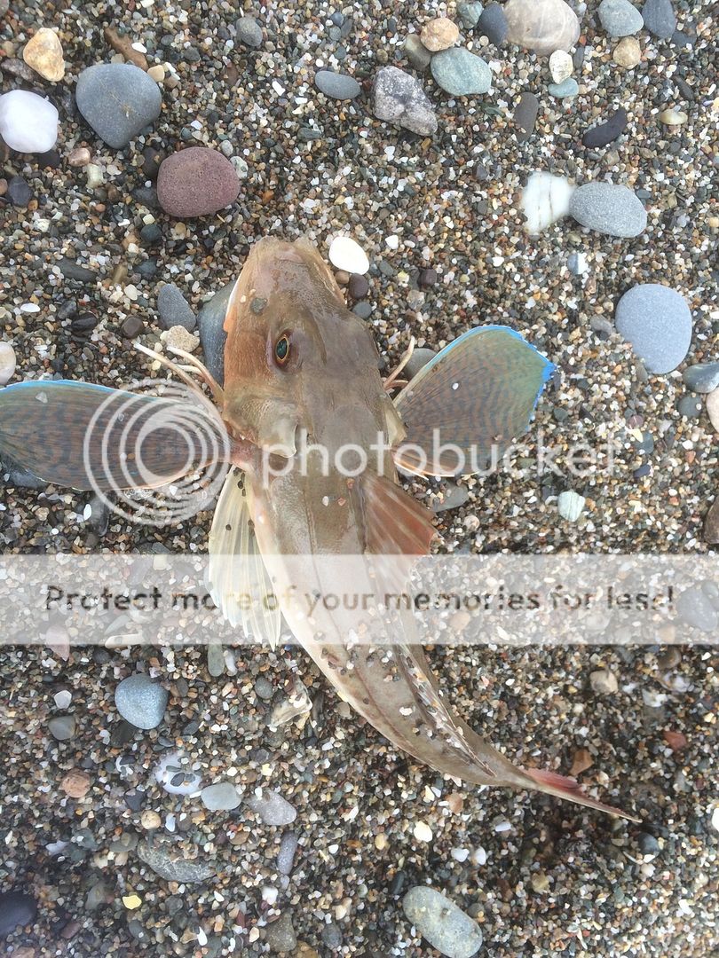 Pwllheli -Tudweiliog - mackerel rock - The Fishermans Net