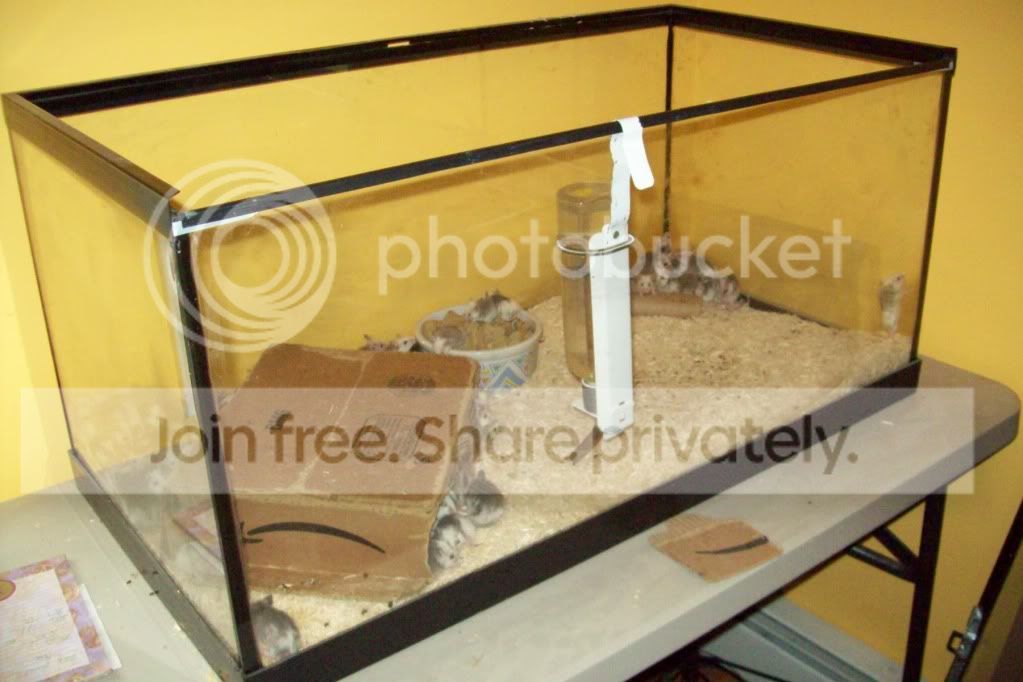 For Sale - ASF rats.... | FaunaClassifieds