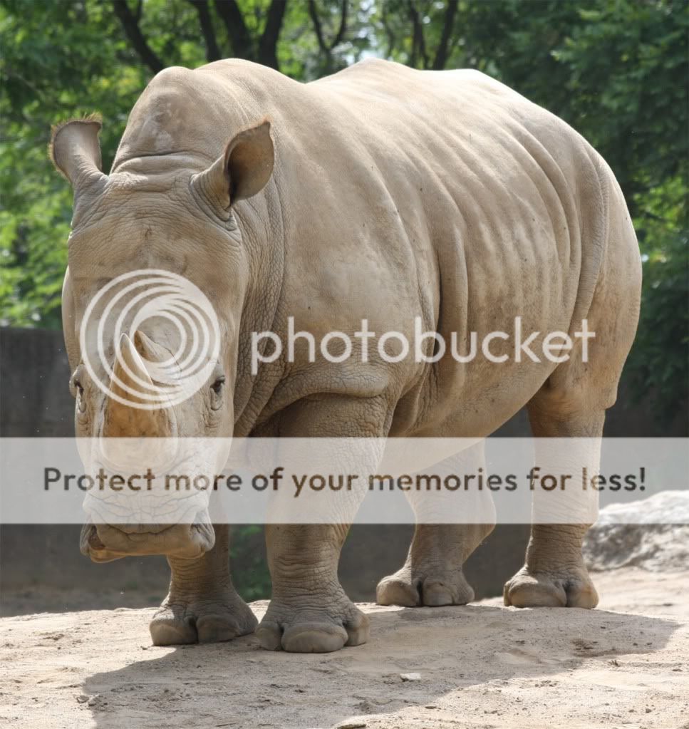 Zoos del Mundo - Rinocerontes - Mamíferos