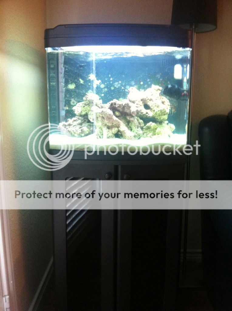 My 29g Biocube Build - Reef Central Online Community