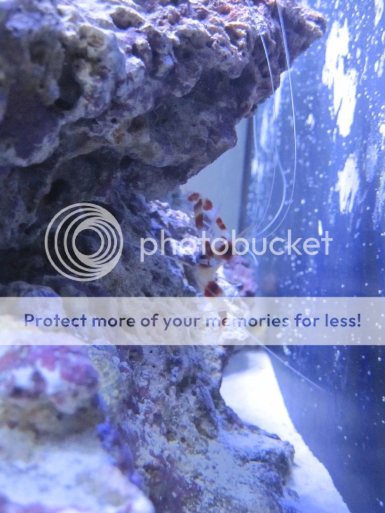 My 29g Biocube Build - Reef Central Online Community